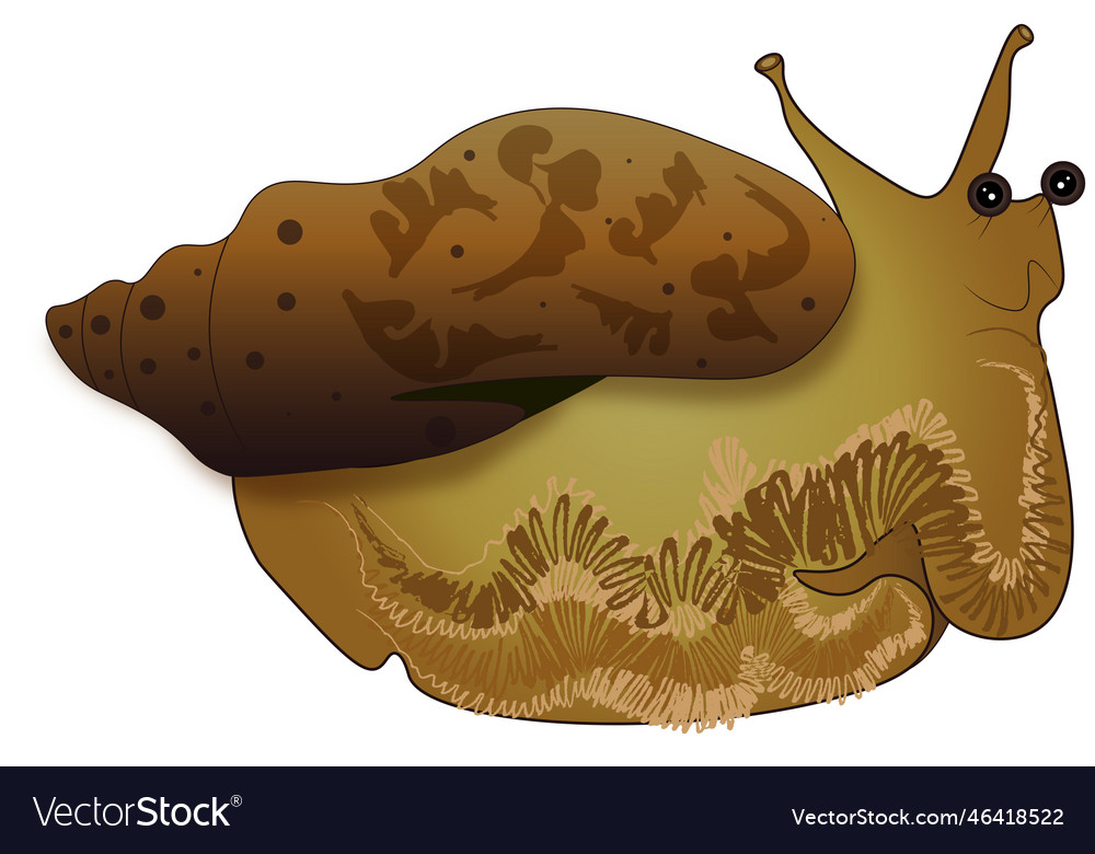Snail Royalty Free Vector Image - VectorStock