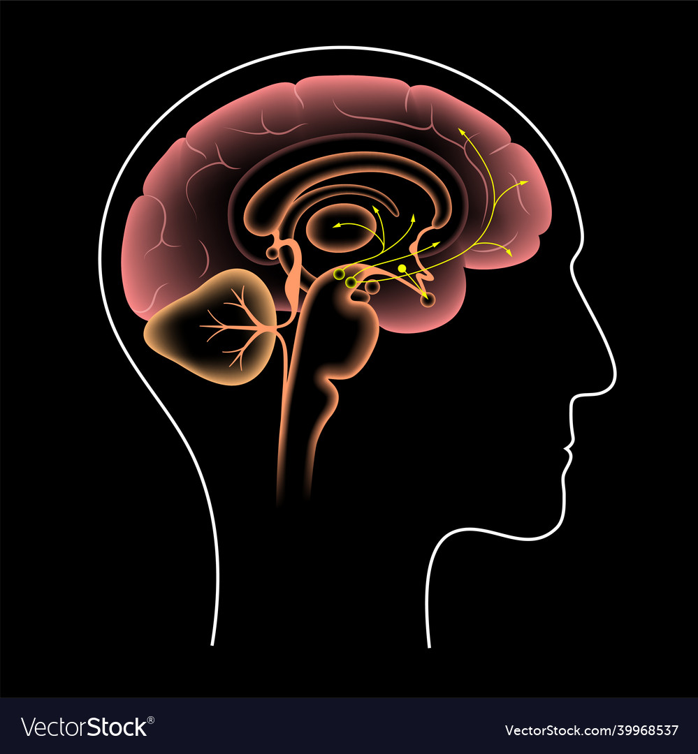 Dopamine Brain Pathway Royalty Free Vector Image