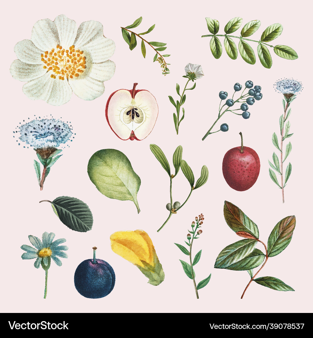 Obst und Blumen Vintage Set Hand gezogen Vektorbild