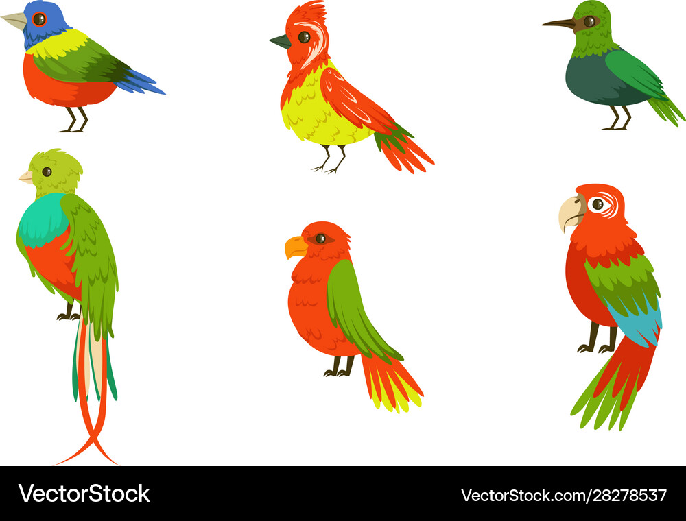 Tropical birds collection beautiful birdies with Vector Image