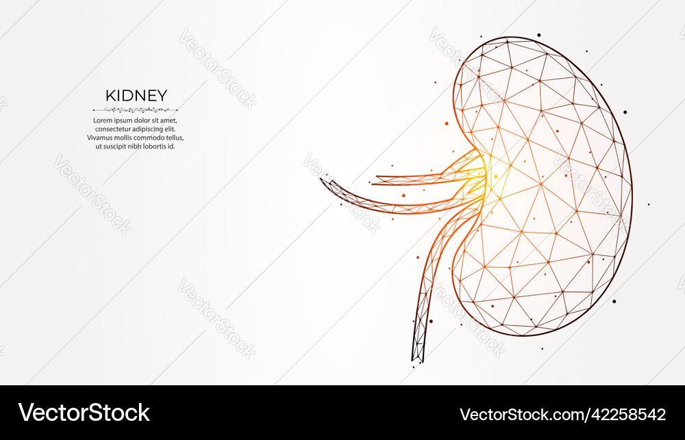 Abstract polygonal of human kidneys on a light Vector Image