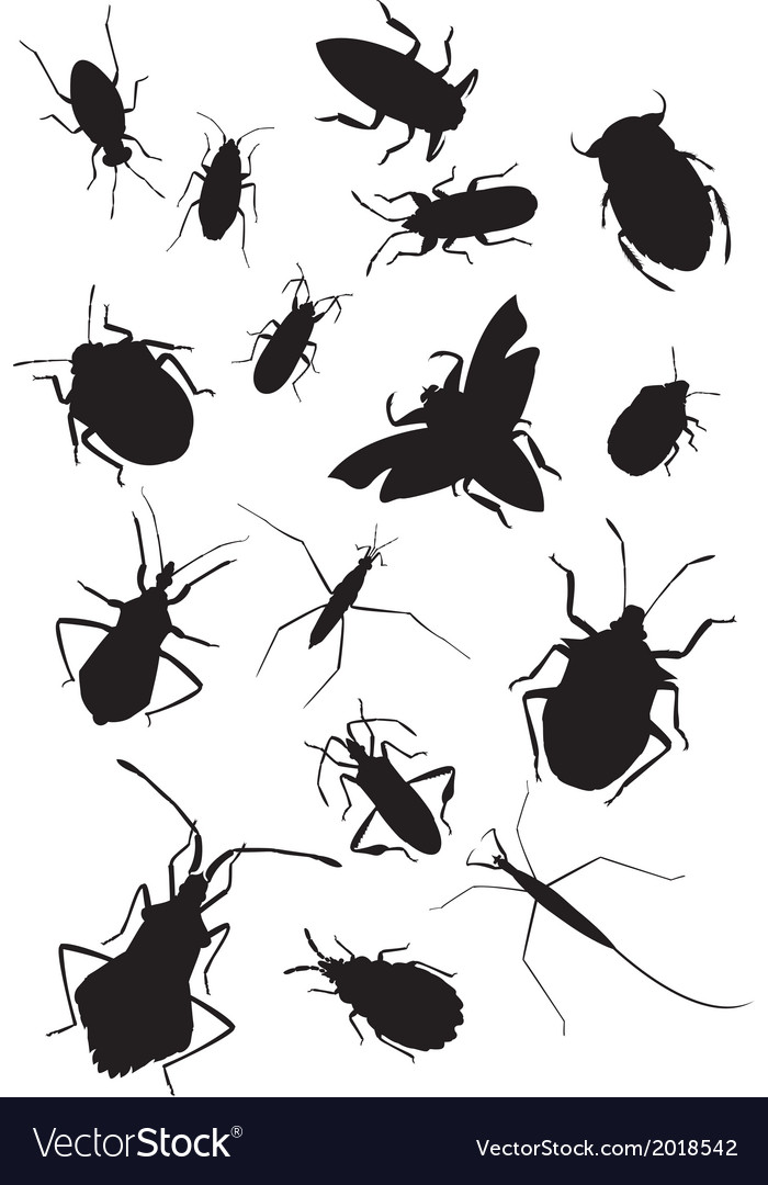 Bugs Royalty Free Vector Image - VectorStock