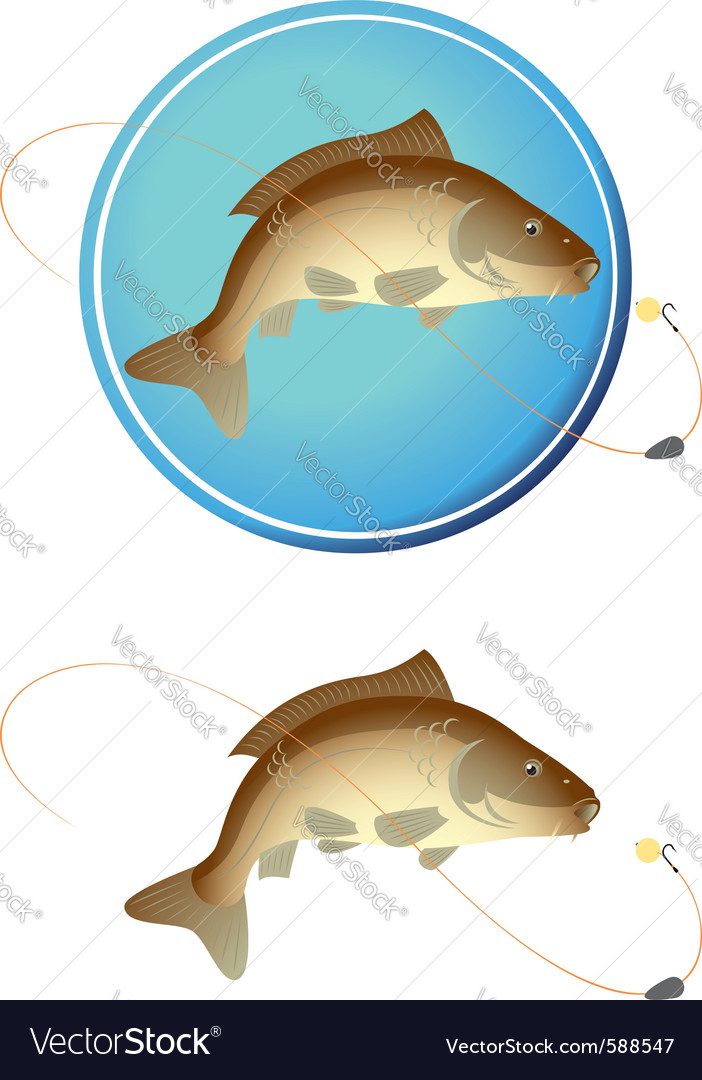 Carp Royalty Free Vector Image - VectorStock