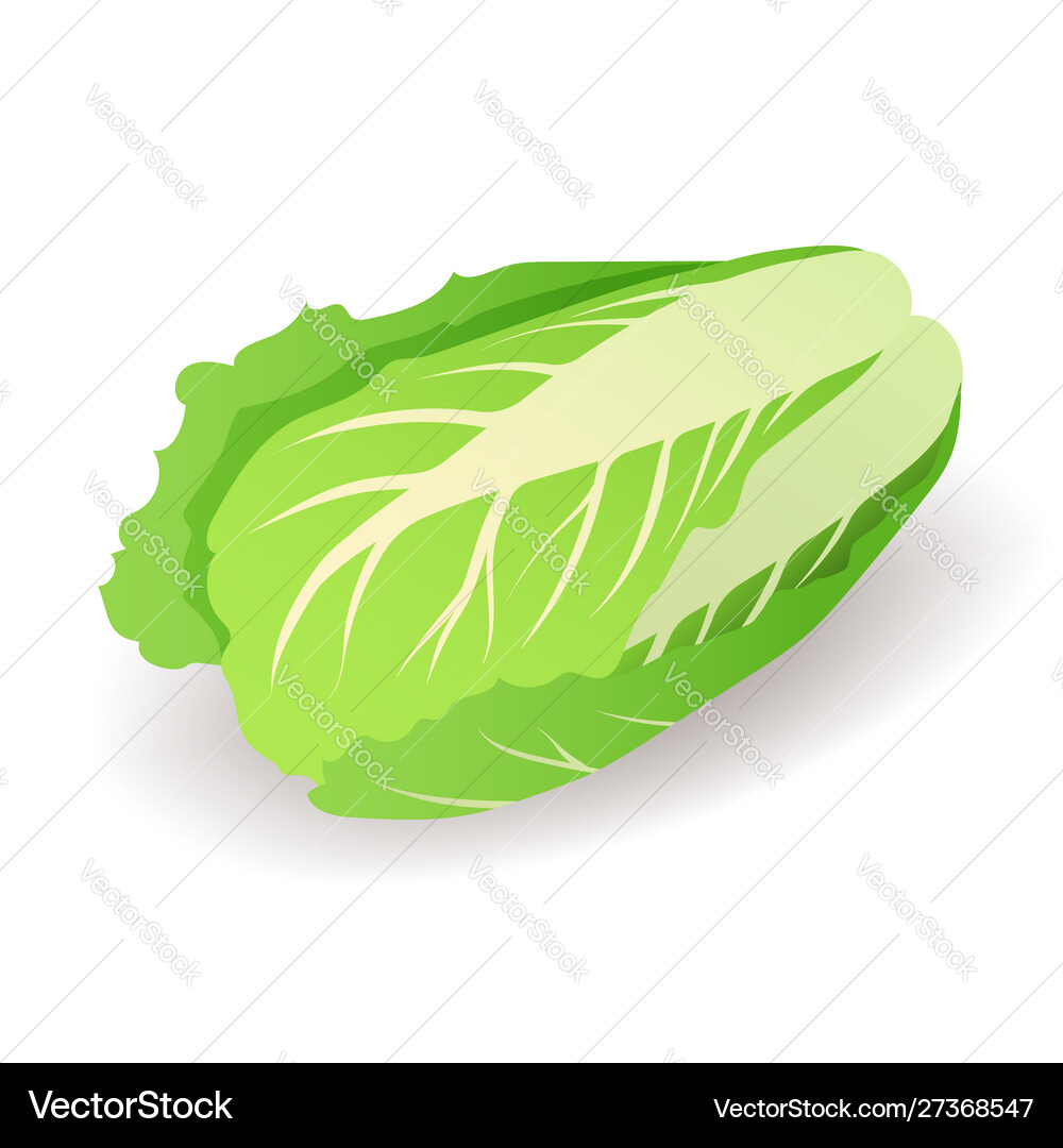 Fresh green chinese cabbage icon isolated on white