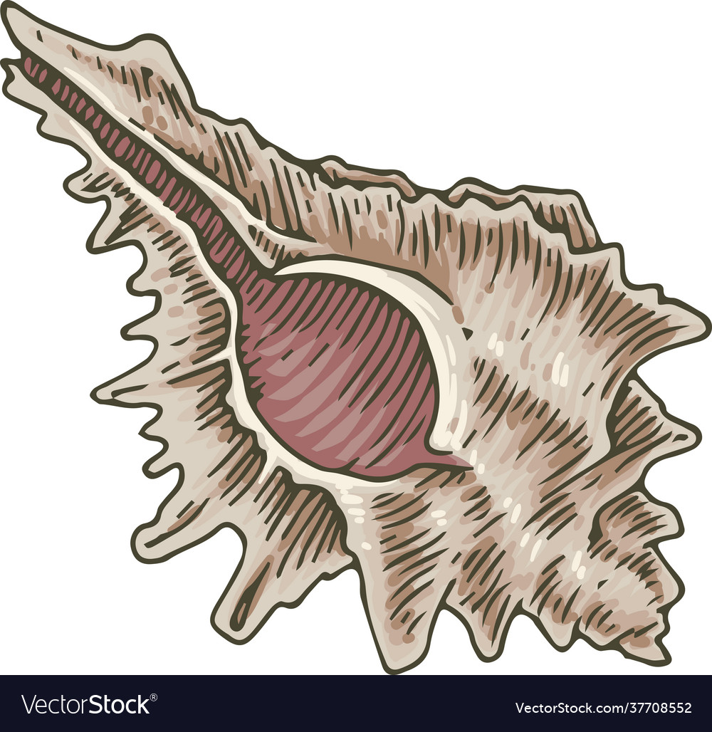 Murex seashell Royalty Free Vector Image - VectorStock