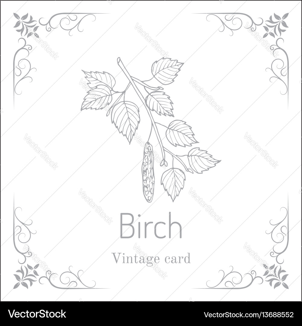 Silver birch branch with green leaves Royalty Free Vector