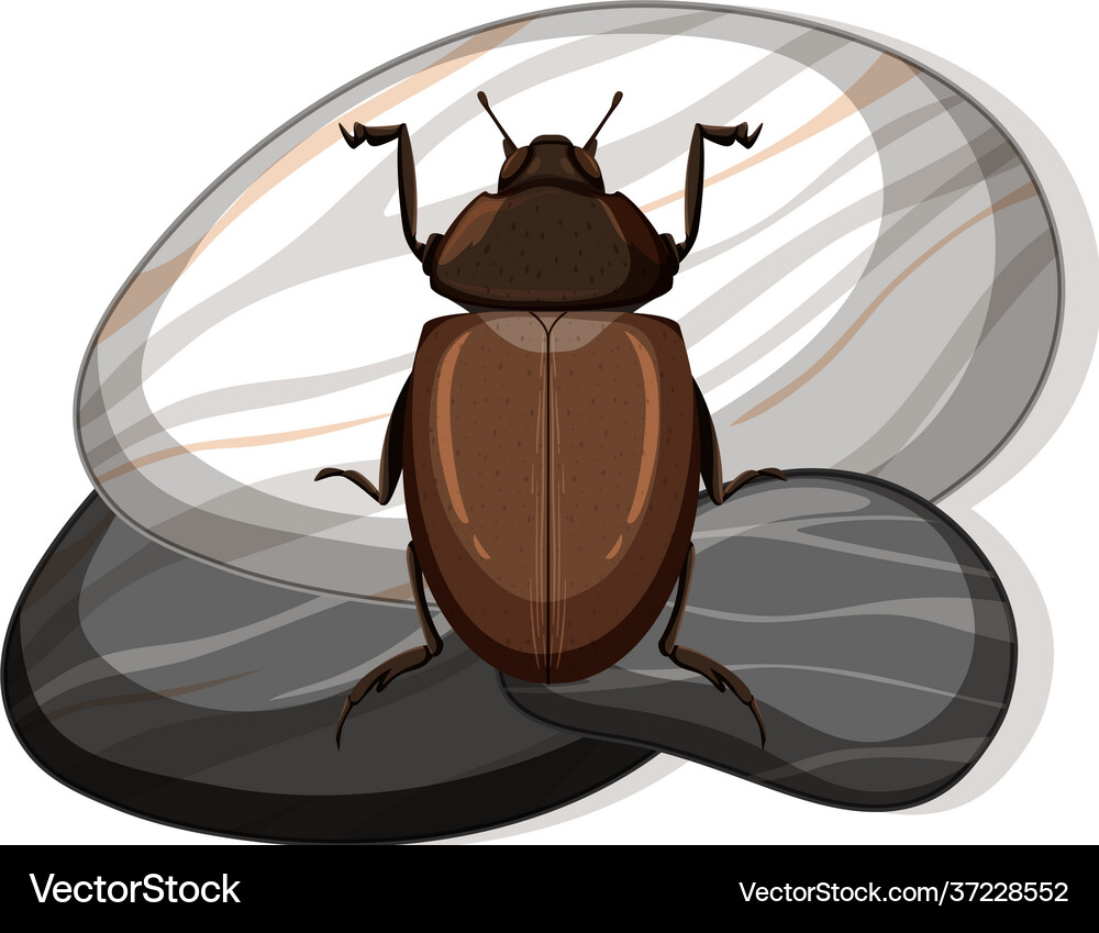 Top view african black beetle on a stone Vector Image