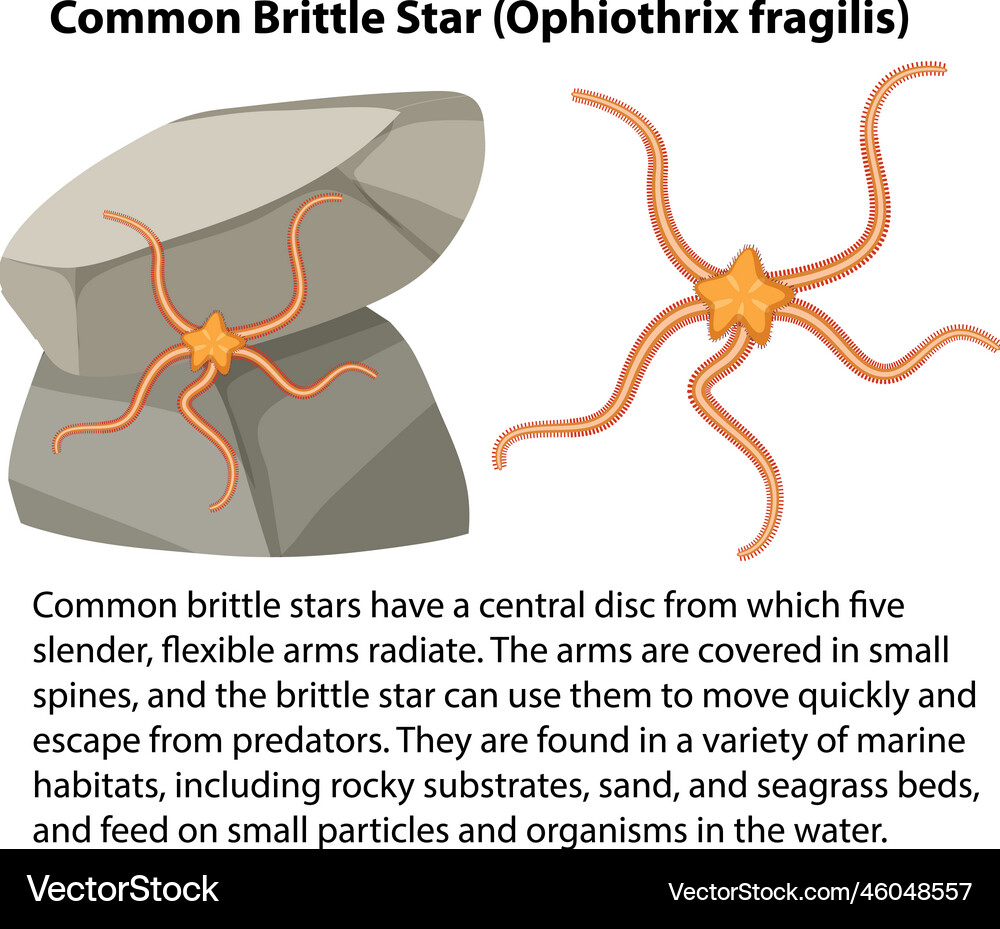 Common brittle star rocky shore animal Royalty Free Vector