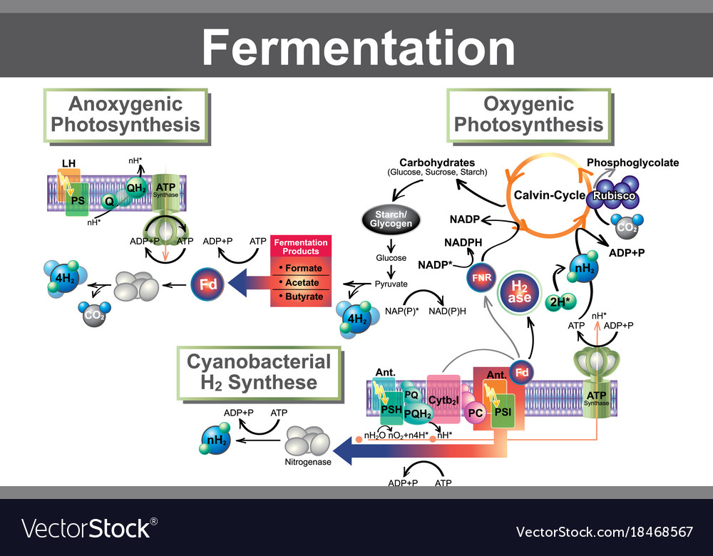 Fermentation Royalty Free Vector Image - VectorStock