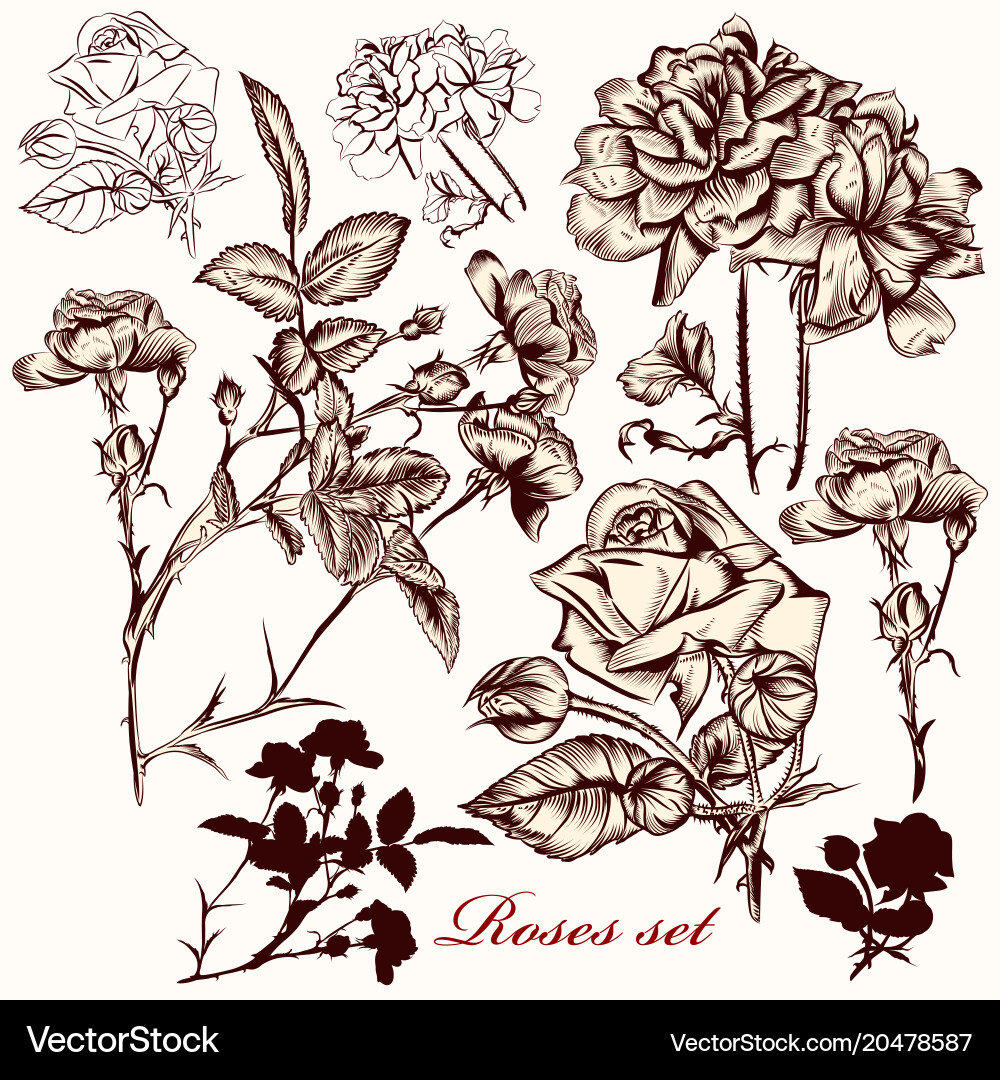Collection of hand drawn roses Royalty Free Vector Image