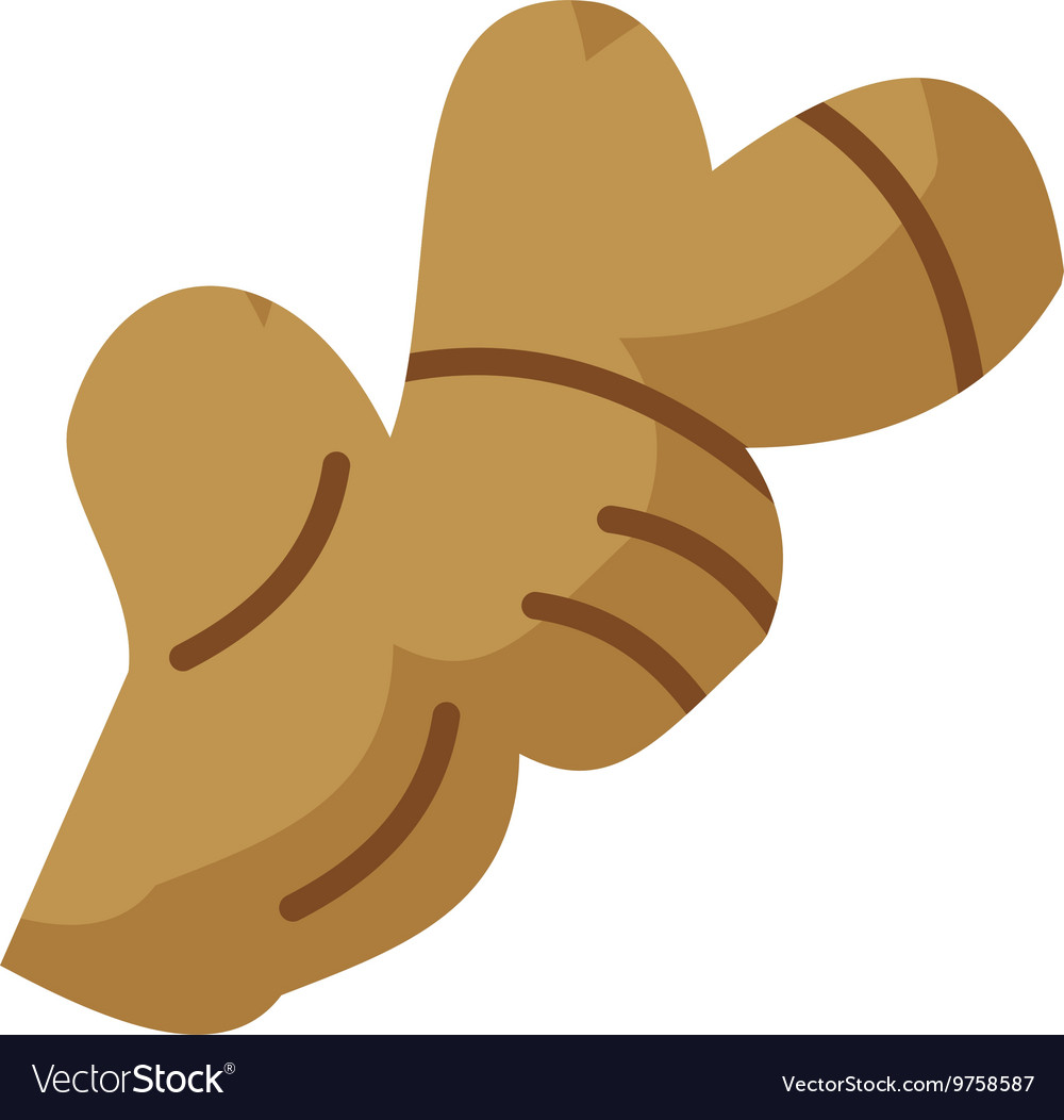 Ginger Royalty Free Vector Image - VectorStock