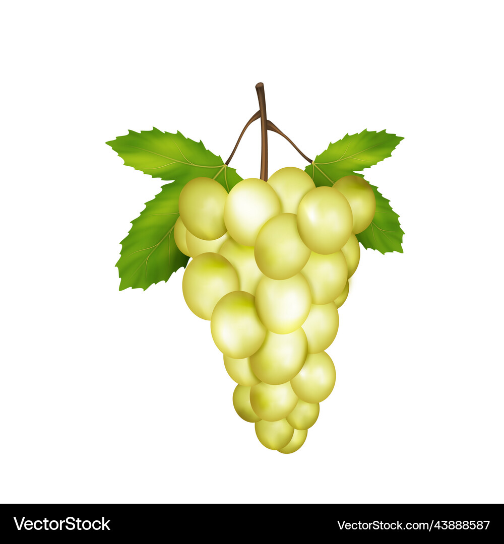 Realistic grape with leaves icon of white Vector Image