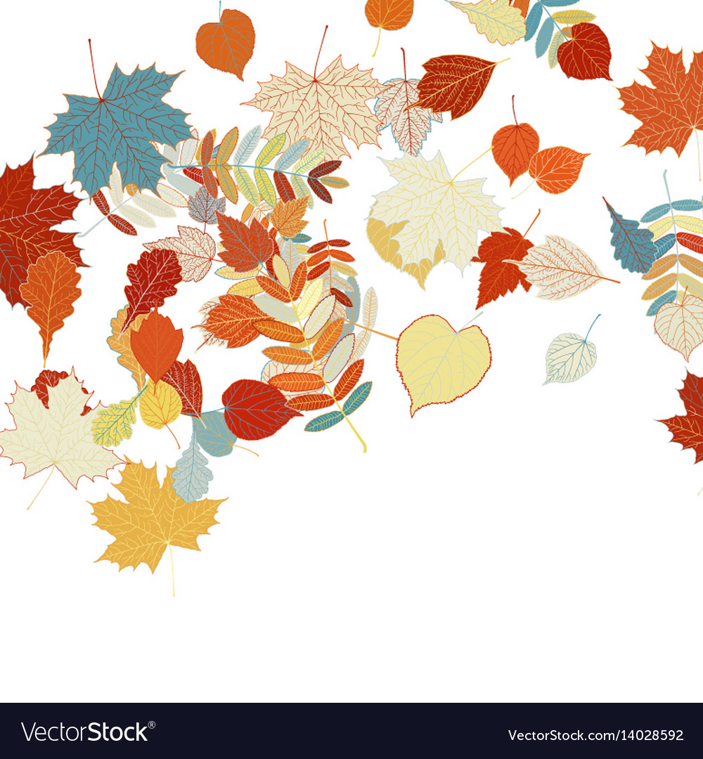 Autumn leaves falling and spinning on white Vector Image