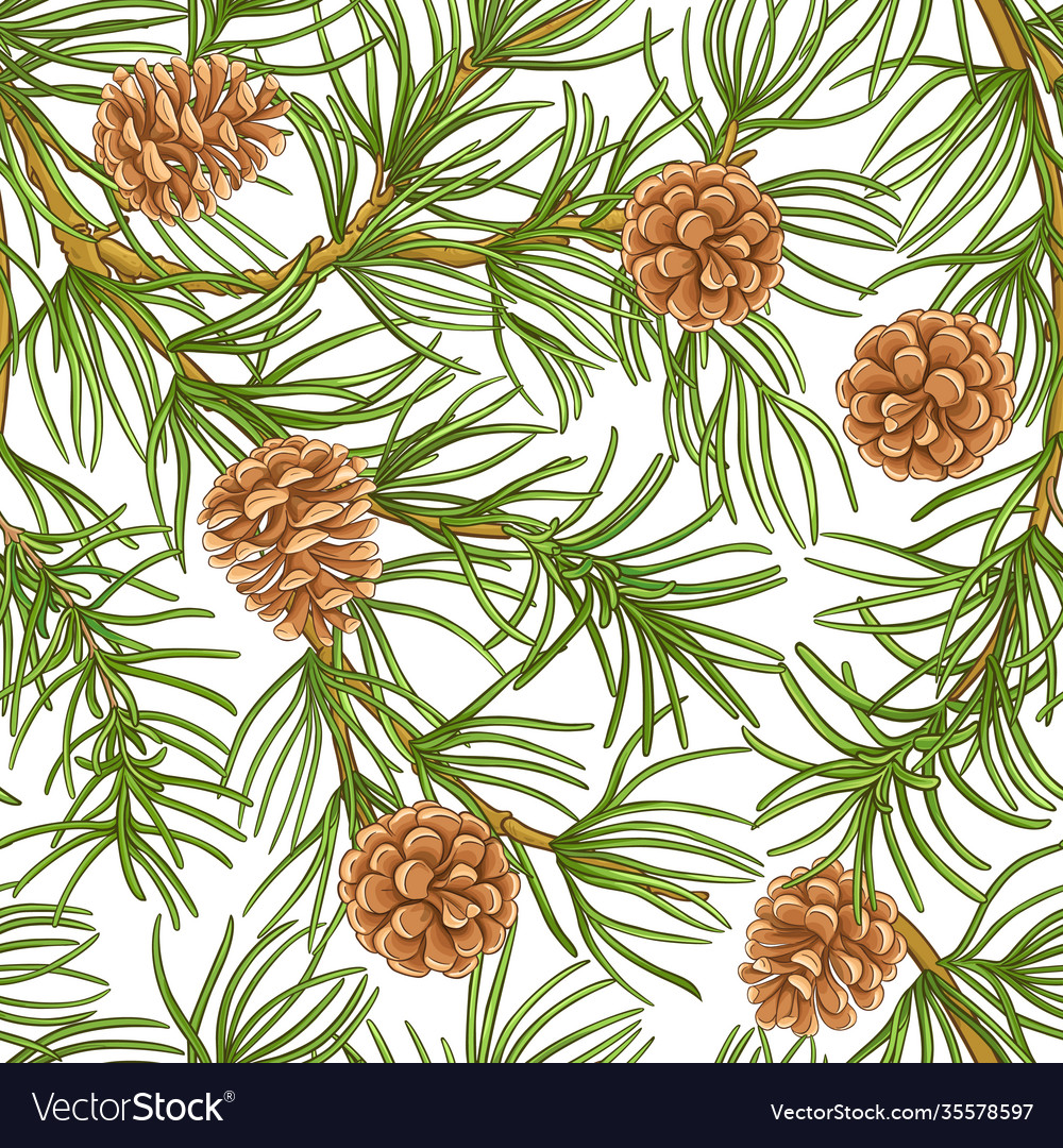 Pine pattern Royalty Free Vector Image - VectorStock