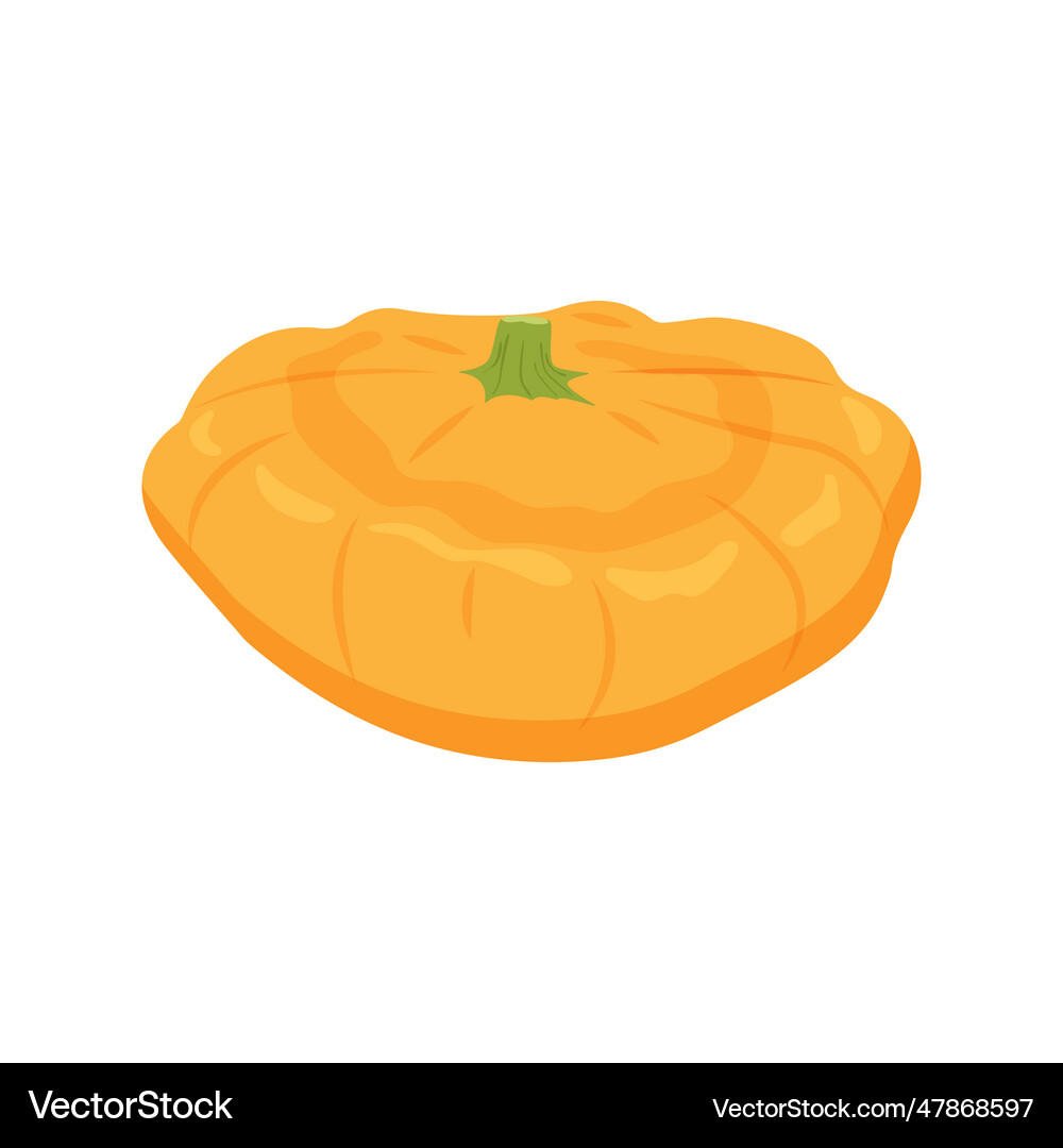 Zucchini autumn vegetable harvest squash Vector Image