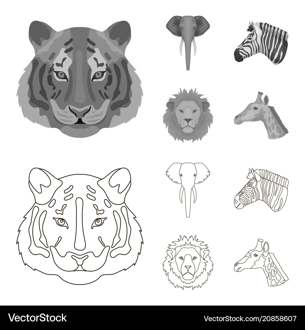 Tiger lion elephant zebra realistic animals Vector Image