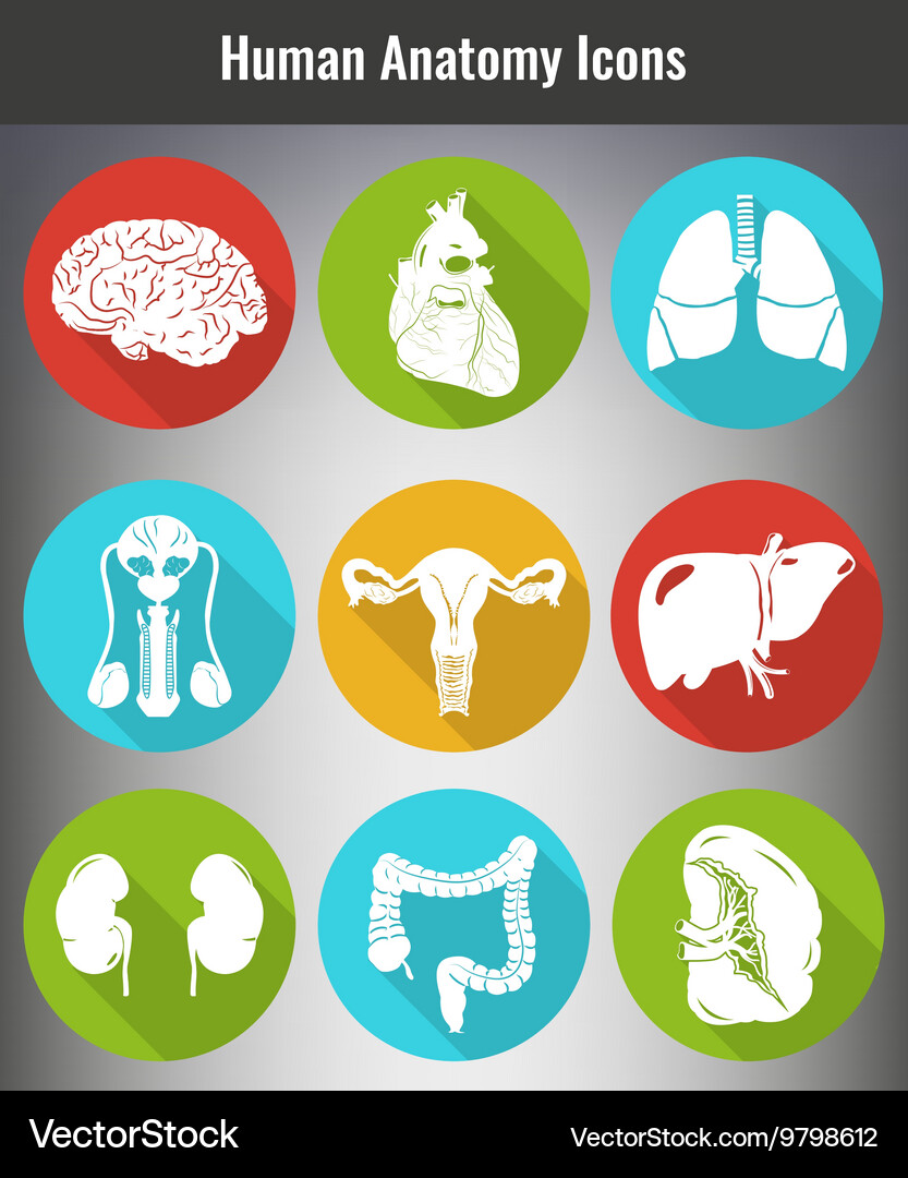 Human anatomy set organs detailed Royalty Free Vector Image