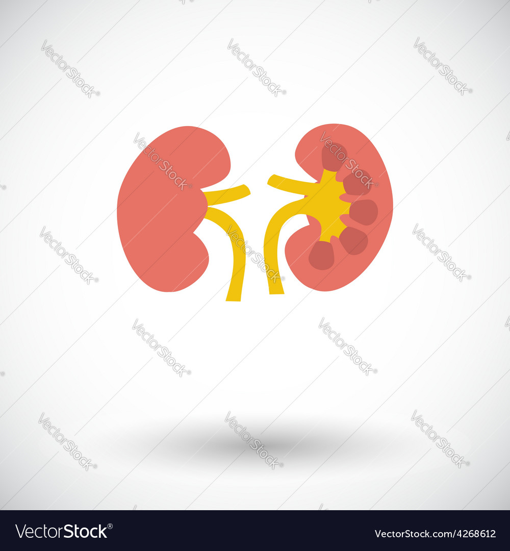 Human kidney Royalty Free Vector Image - VectorStock
