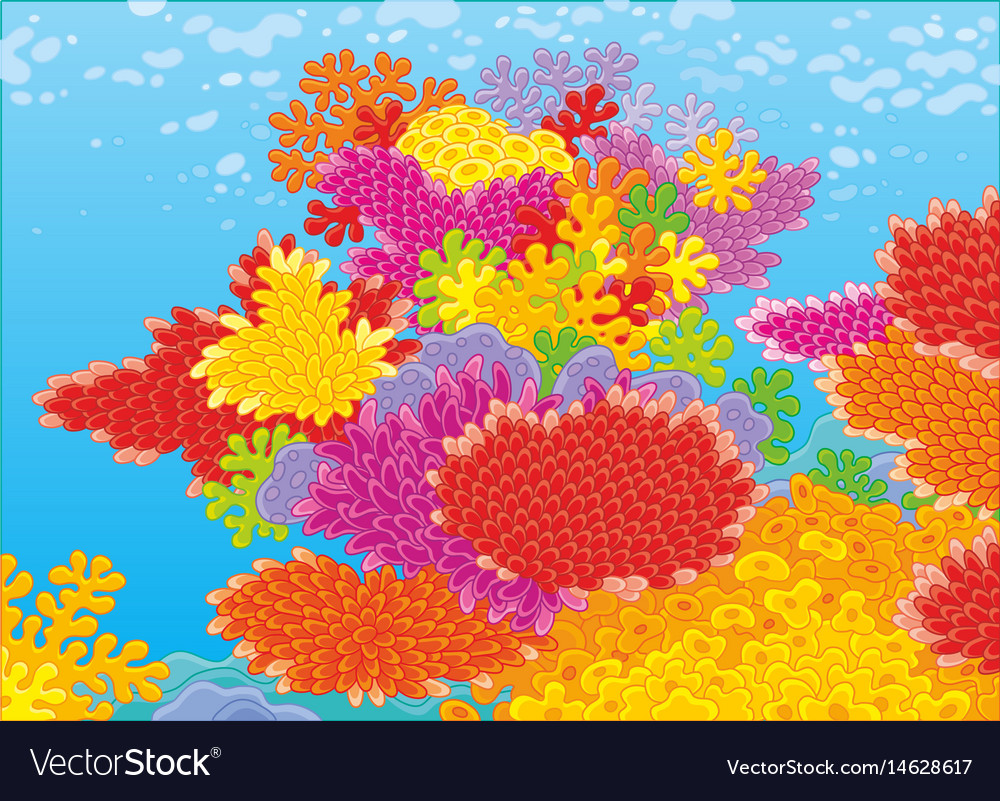 Corals Royalty Free Vector Image - VectorStock
