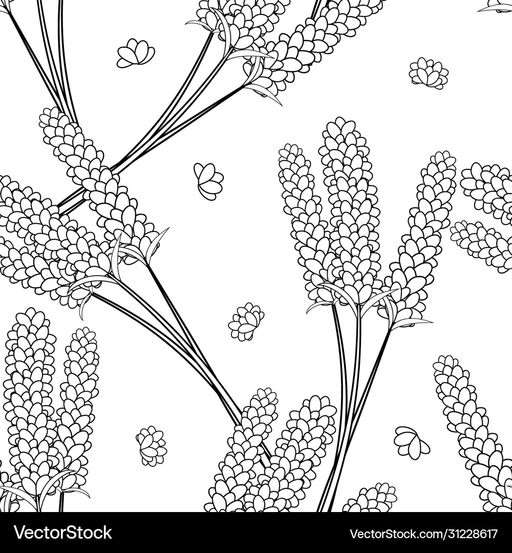 Lavender flower outline seamless on white Vector Image