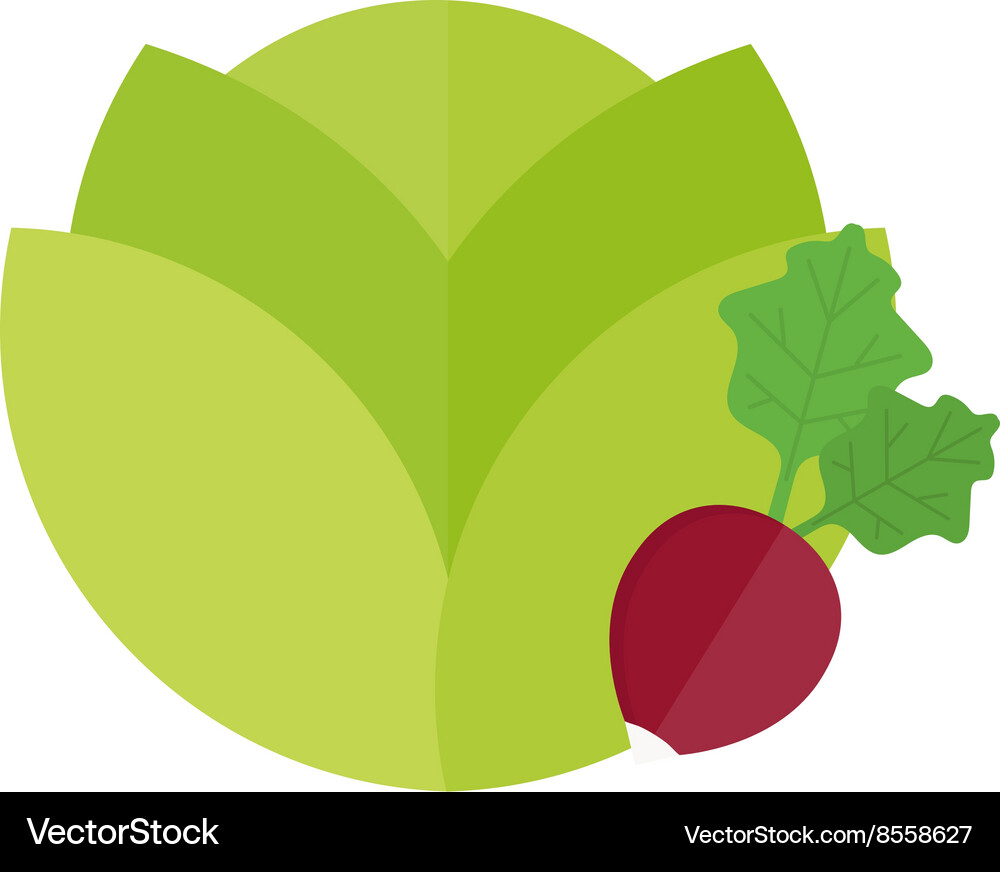 Green cabbage and red radish vegetable vegetarian Vector Image