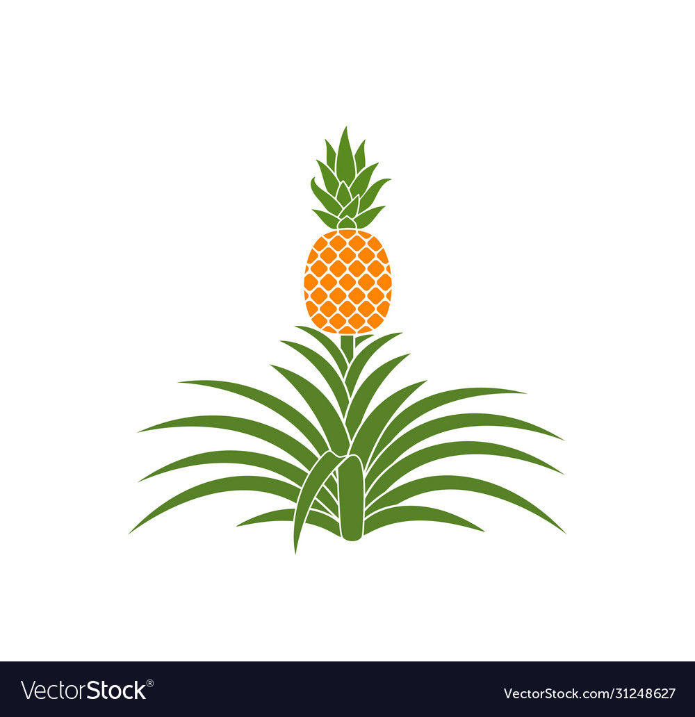 Pineapple Royalty Free Vector Image - VectorStock