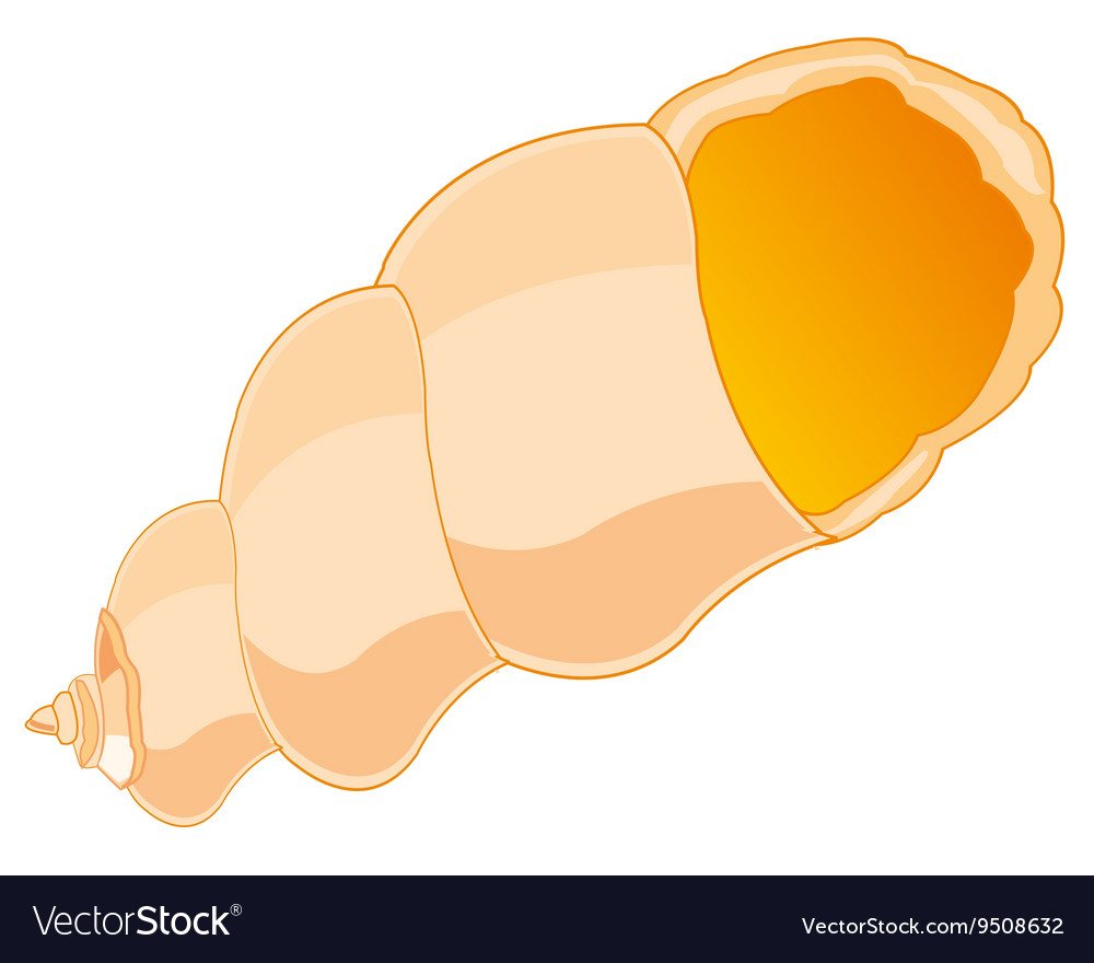 Empty sea seashell Royalty Free Vector Image - VectorStock
