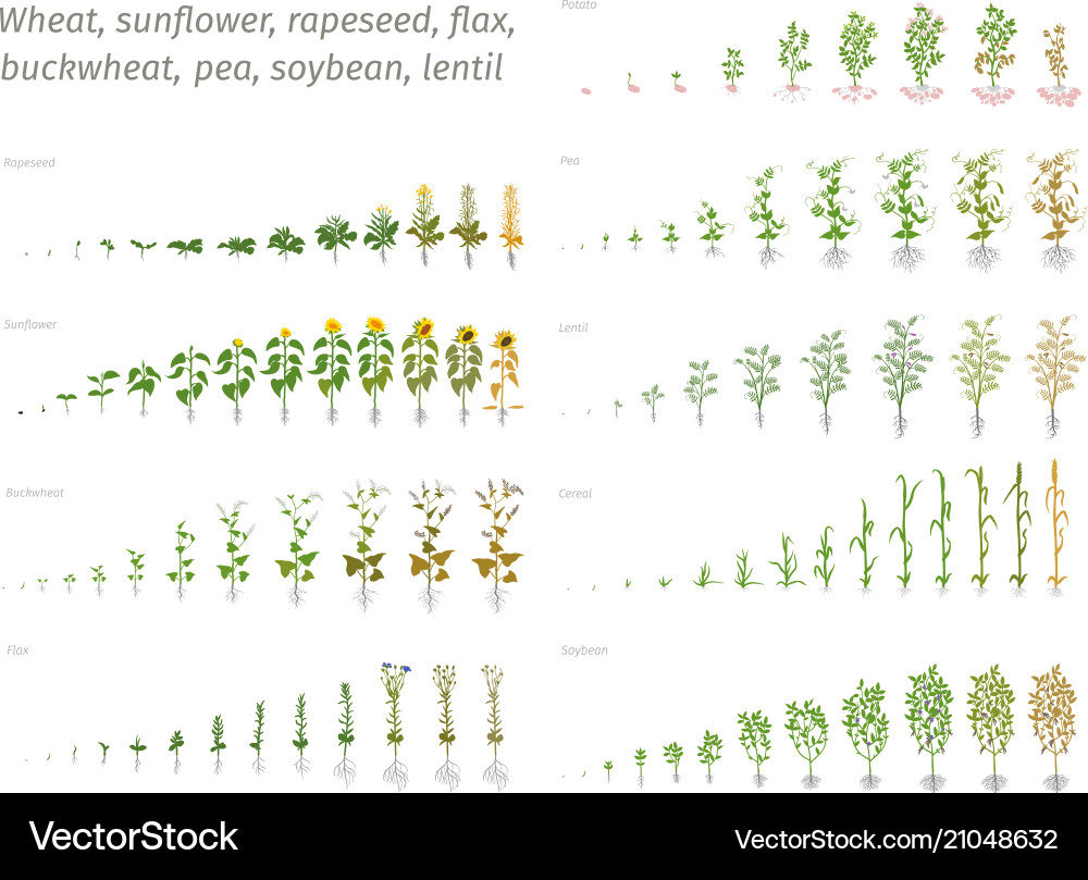 Sunflower rapeseed flax buckwheat pea soybean Vector Image