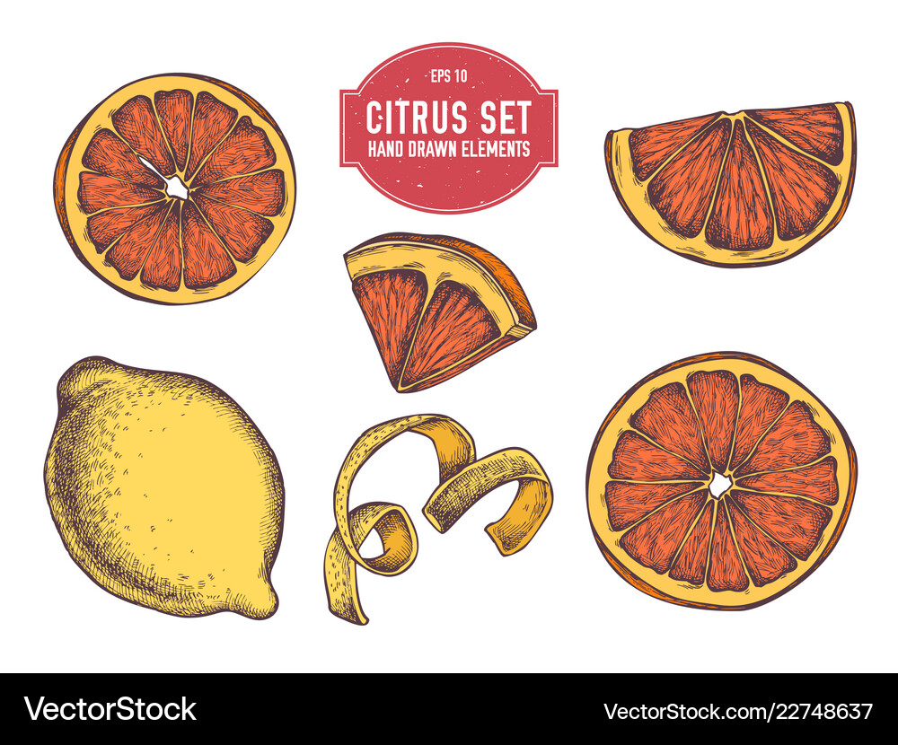 Collection of hand drawn citrus Royalty Free Vector Image