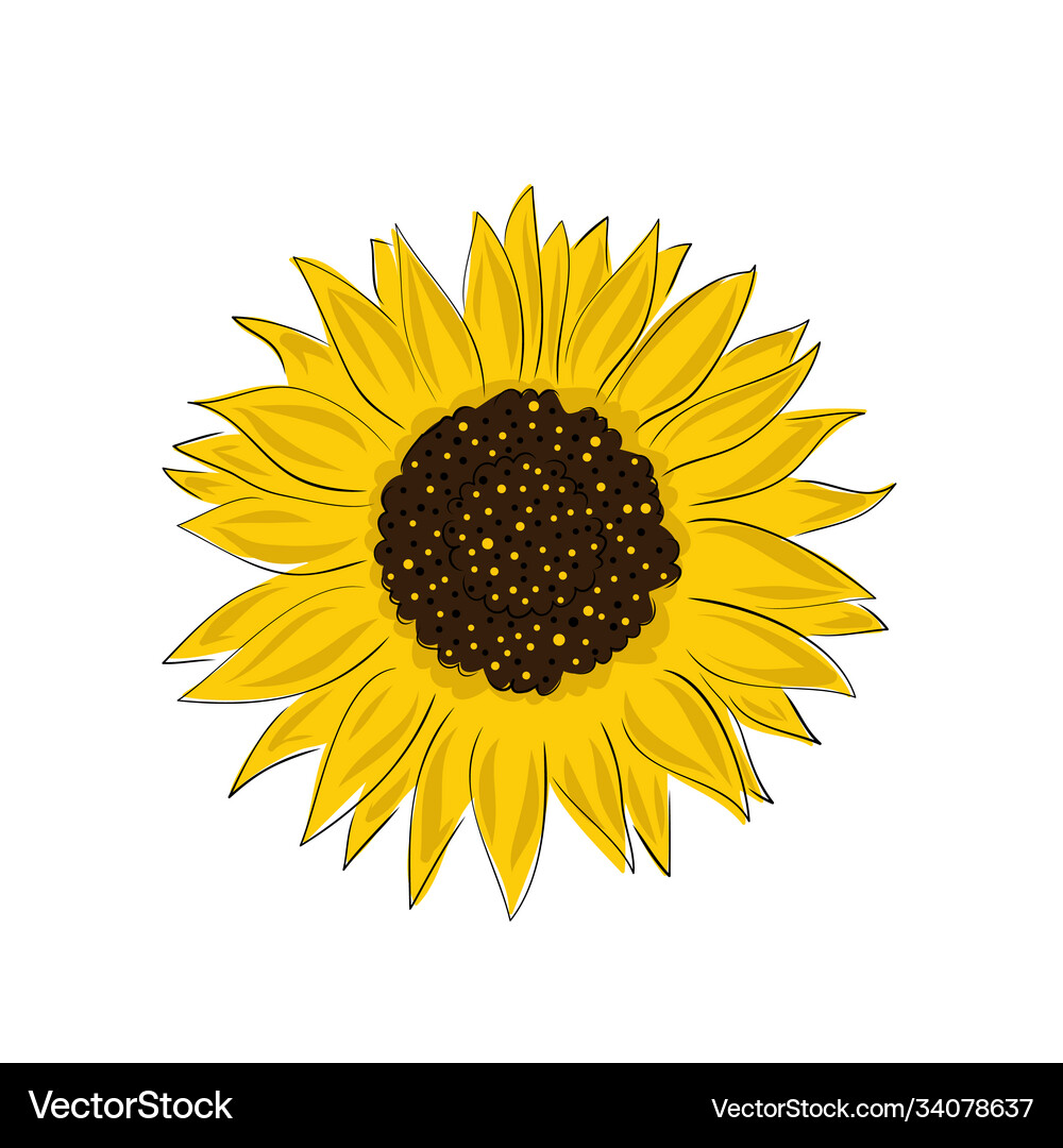 Detailed Sunflower Head Drawing Royalty Free Vector Image