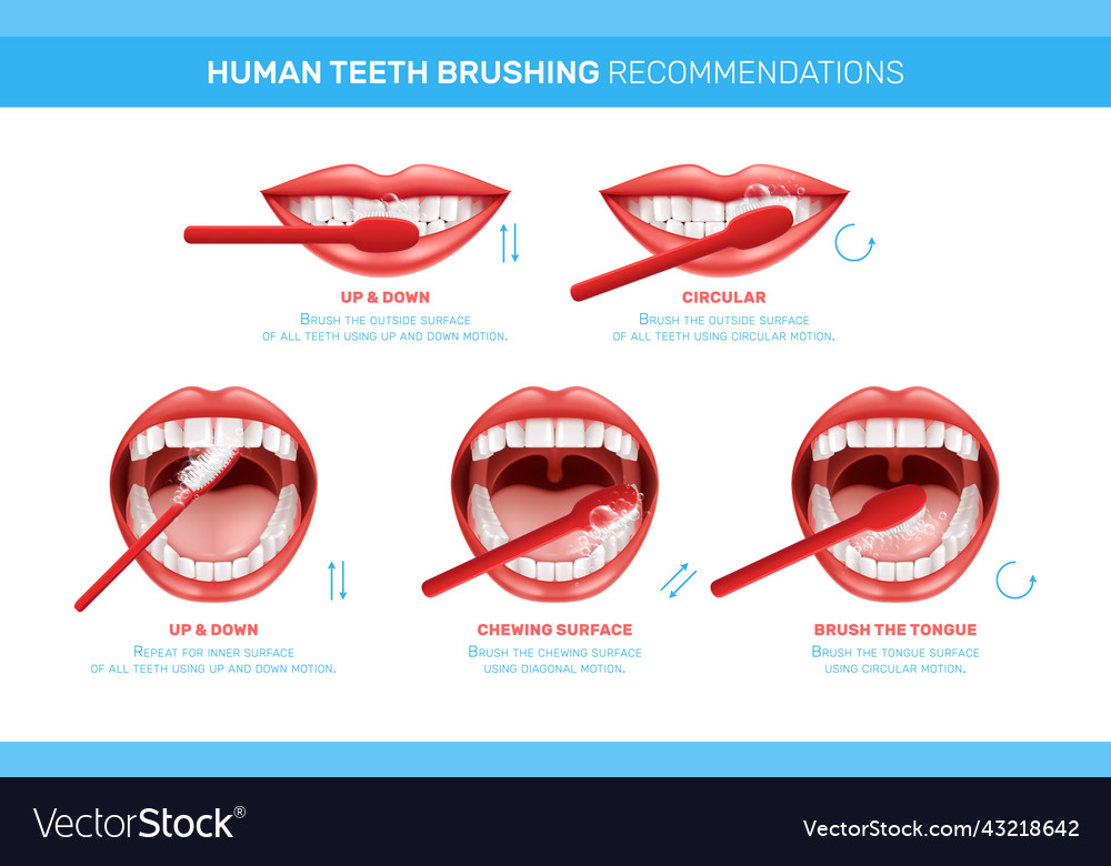 Brushing teeth realistic infographics Royalty Free Vector Brushing teeth realistic infographics Royalty Free Vector