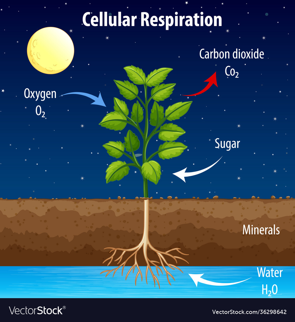 Diagram Showing Process Cellular Respiration Vector Image