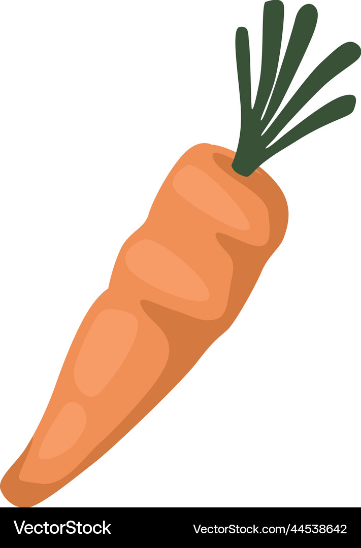 Fresh carrot vegetable Royalty Free Vector Image