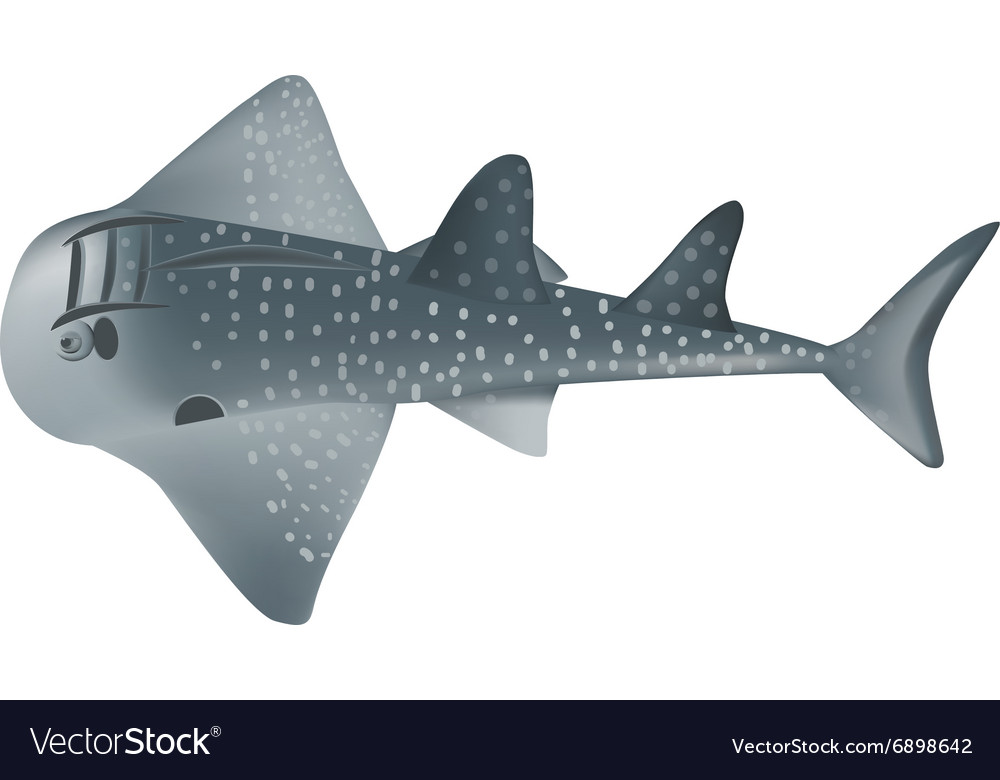 Shark ray Royalty Free Vector Image - VectorStock