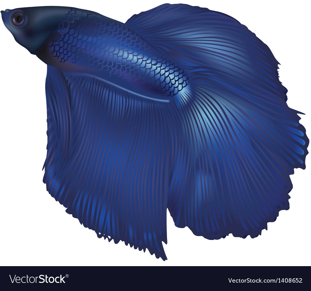 Fighting fish Royalty Free Vector Image - VectorStock