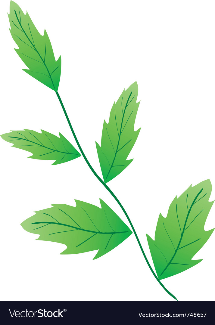 Decorative leaf Royalty Free Vector Image - VectorStock
