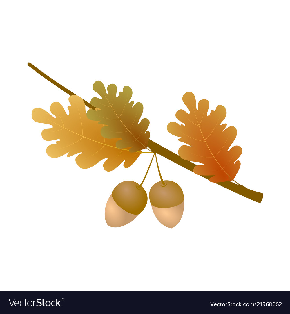 Autumn oak branch with acorns and leaves on white Vector Image