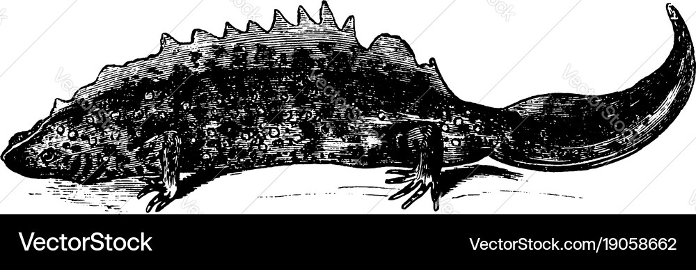 Vintage Newt Line Drawing Royalty Free Vector Image