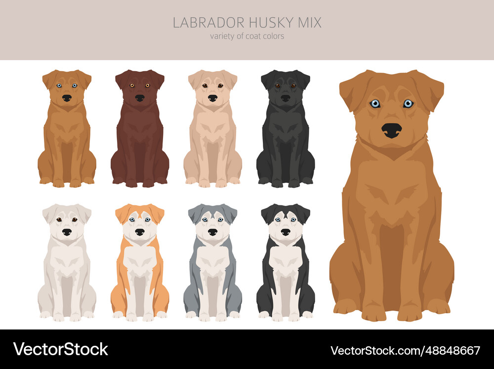 Labrador husky mix clipart retriever Royalty Free Vector