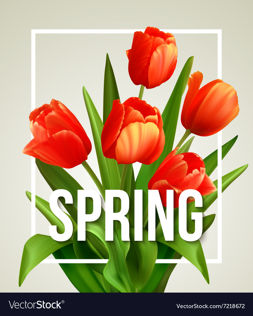 Spring text with tulip flower Royalty Free Vector Image