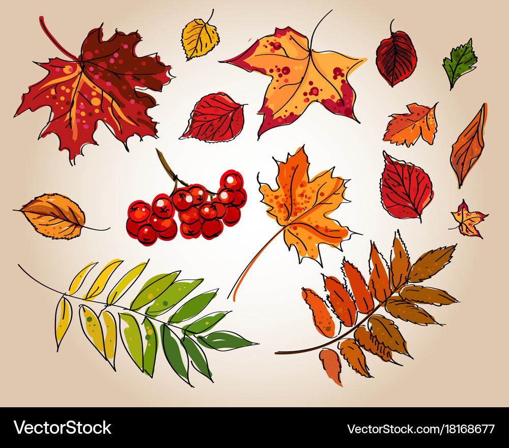 Set colorful autumn leaves Royalty Free Vector Image