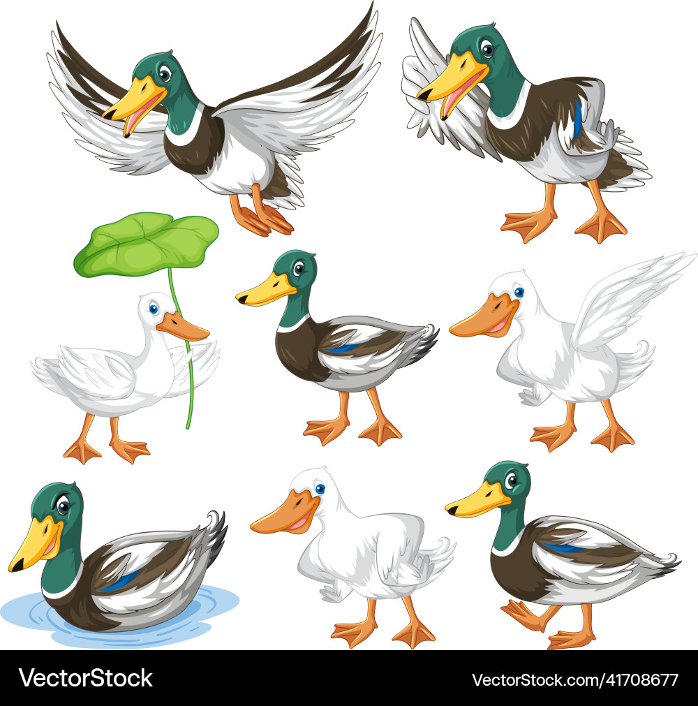 Set of different poses ducks cartoon characters Vector Image