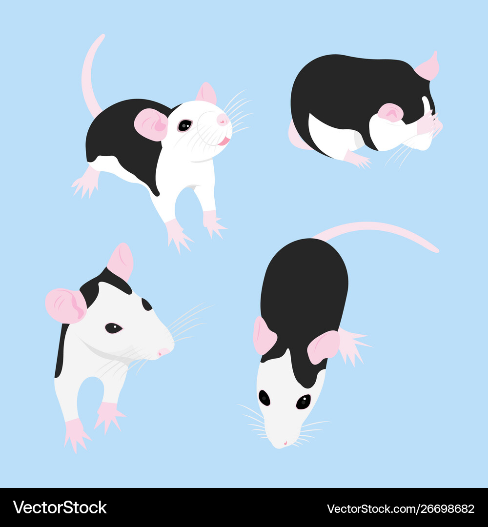 Set pet rat decorative domestic cute Royalty Free Vector