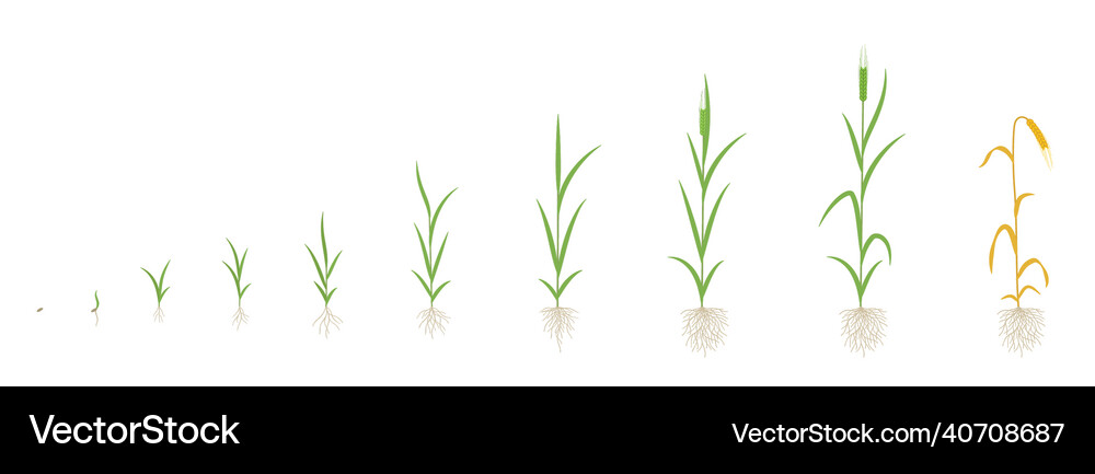 Barley growth stages with one stem hordeum Vector Image