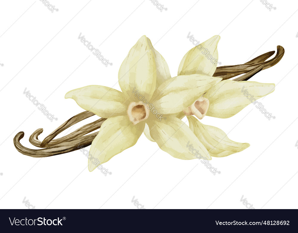 Vanilla flower with sticks watercolor hand drawn Vector Image Vanilla flower with sticks watercolor hand drawn Vector Image