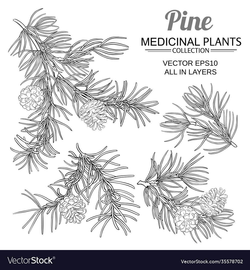 Pine set Royalty Free Vector Image - VectorStock