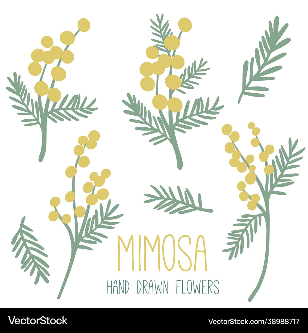 Mimosa set floral simple collection Royalty Free Vector