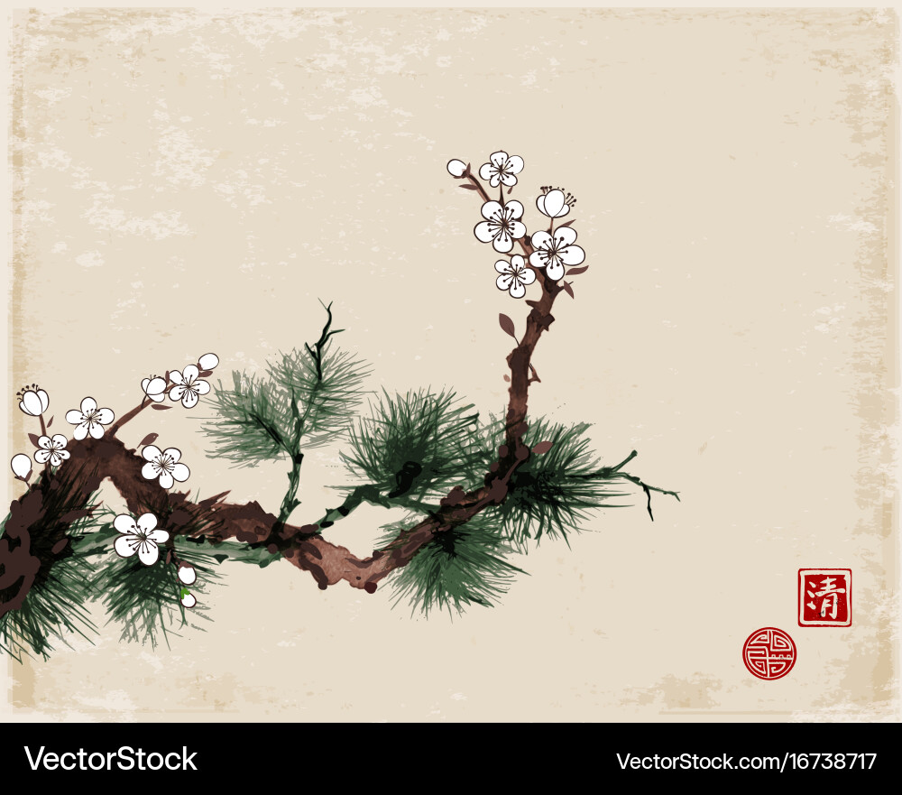 Sakura cherry tree in blossom and green pine Vector Image