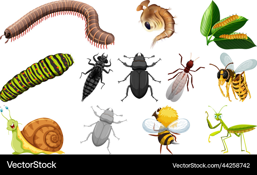 Different kinds of insects collection Royalty Free Vector