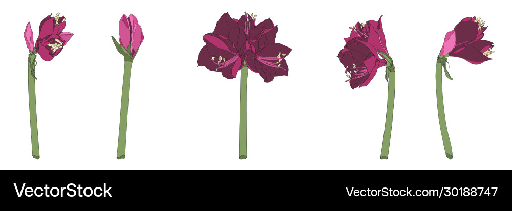 Decorative clivia amaryllis liles violet branch Vector Image